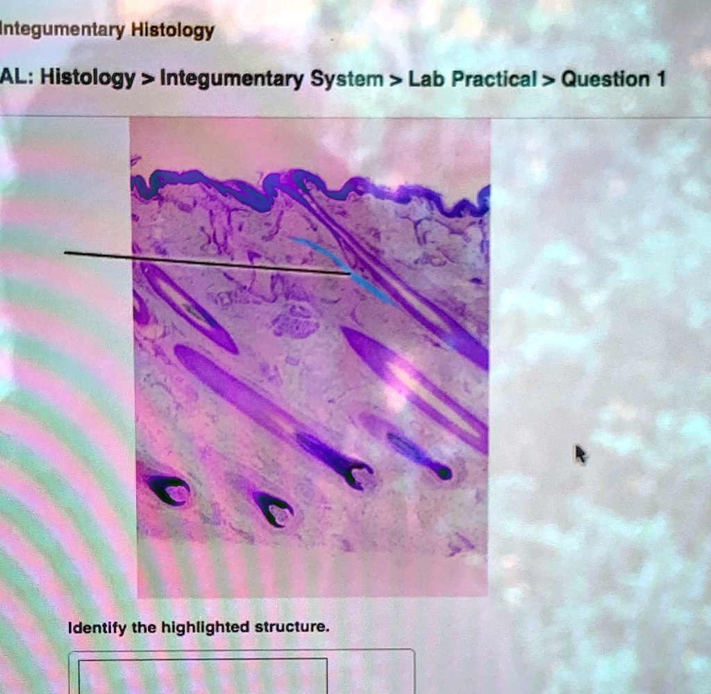 integumentary hlstology al histology integumentary system lab practical ...