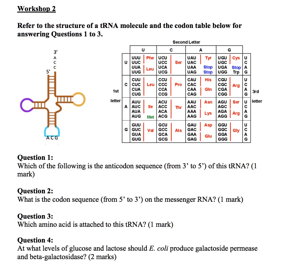 workshop 2 refer to the structure of a trna molecule and the codon ...