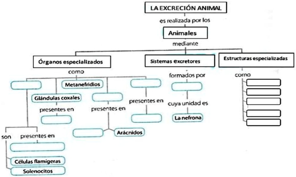 SOLVED: 1. Complete el siguiente mapa conceptual con la información ...