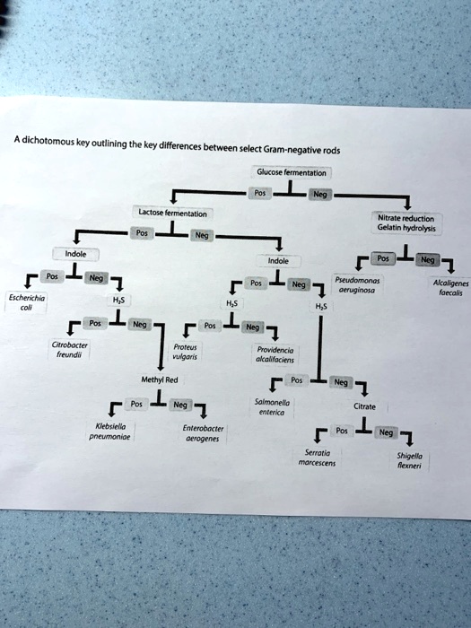 SOLVED: dichotomous key outlining the key differences between select ...