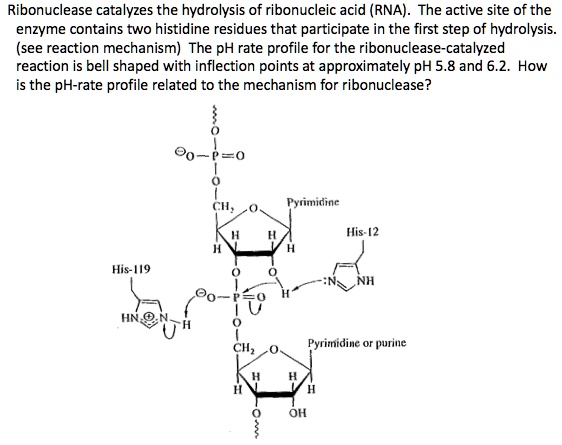 SOLVED: Ribonuclease catalyzes the hydrolysis of ribonucleic acid (RNA ...