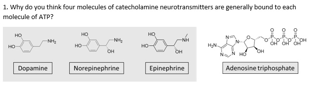 SOLVED: Why do you think four molecules of catecholamine neurotransmitters are generally bound ...