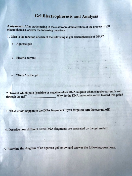 SOLVED: Gel Electrophoresis and Analysis Assignment: Aflter ...