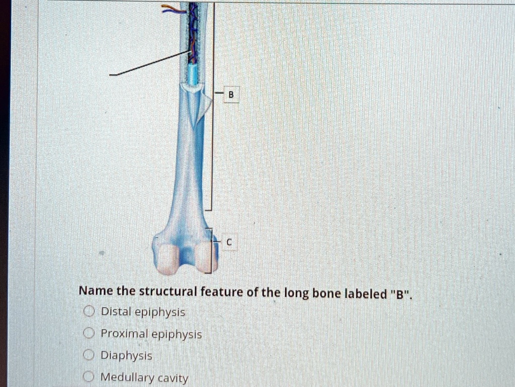b c name the structural feature of the long bone labeled b distal ...