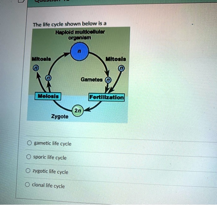 SOLVED: The life cycle shown below is a Haploid multicellular organism ...