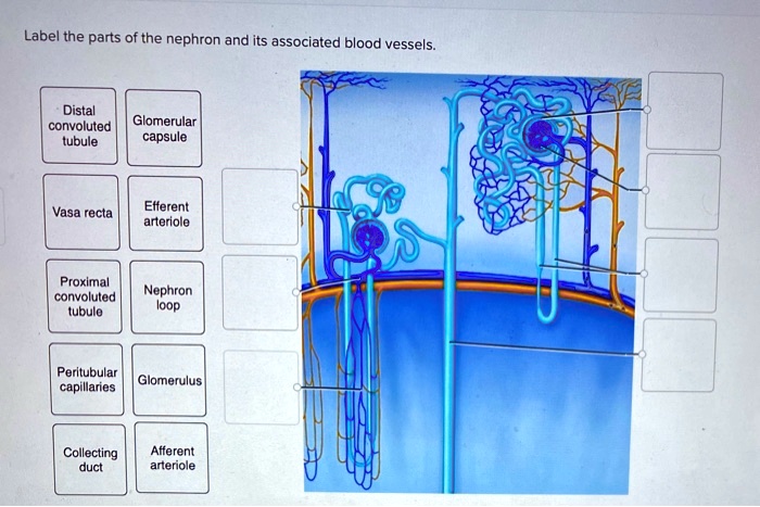 Label the parts of the nephron and its associated blood vessels. Distal convoluted Glomerular ...