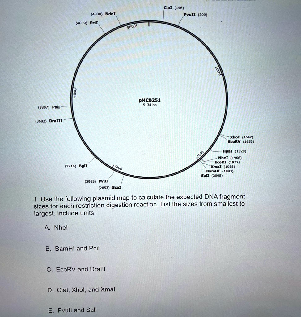 SOLVED: 1. NheI 2. BamHI and PciI 3. EcoRV and DraIII 4. ClaI, XhoI ...
