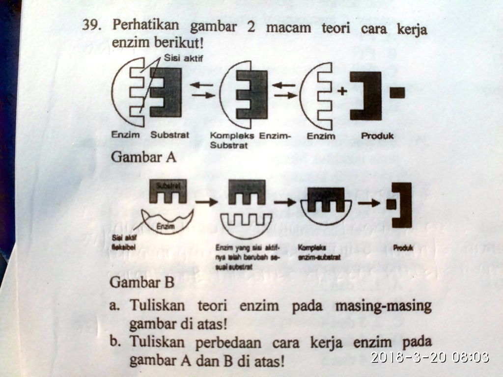 SOLVED: A.Tuliskan teori enzim pada masing-masing gambar di atas B ...