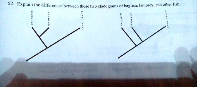 SOLVED: 52 Explain the differences between these two cladograms of ...