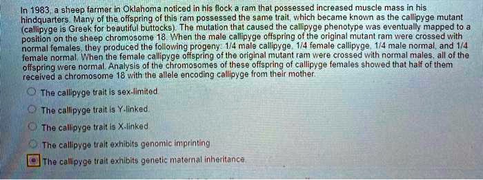 in 1983 sheep farmer in oklahoma noticed in his flock ram that ...