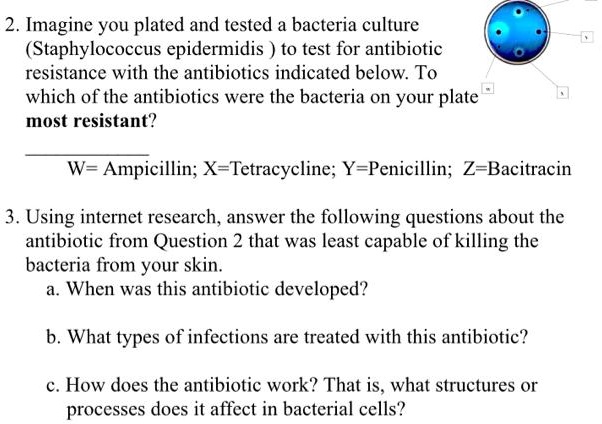 Imagine you plated and tested a bacteria culture (Staphylococcus ...