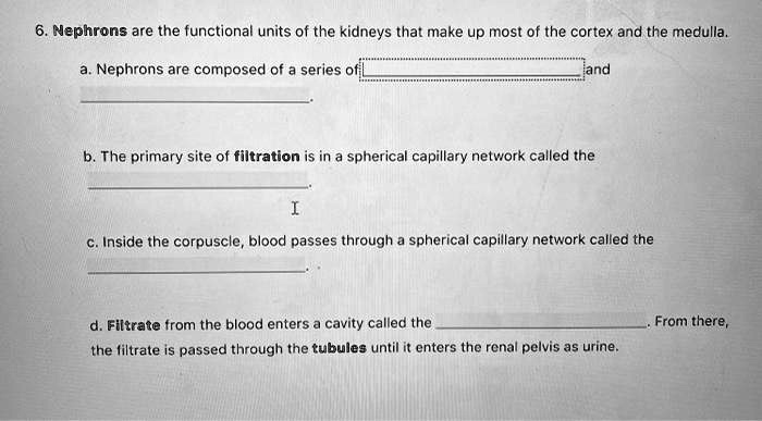 6. Nephrons are the functional units of the kidneys that make up most ...