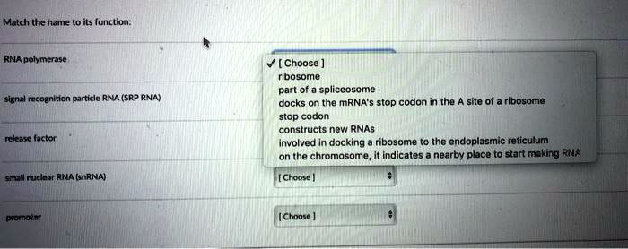 SOLVED: Match the en to its function: RNA polymerase (Choose ribosome ...