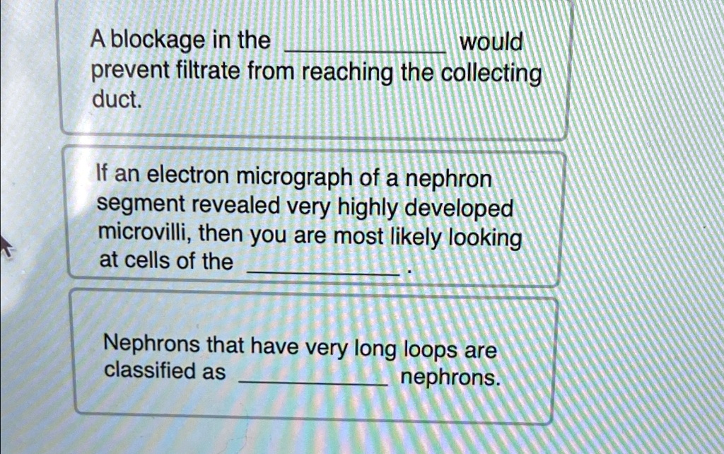 A blockage in the would prevent filtrate from reaching the collecting ...