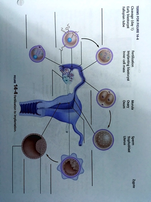 Label the following figure: Fallopian tube Early blastocyst Cleavage ...