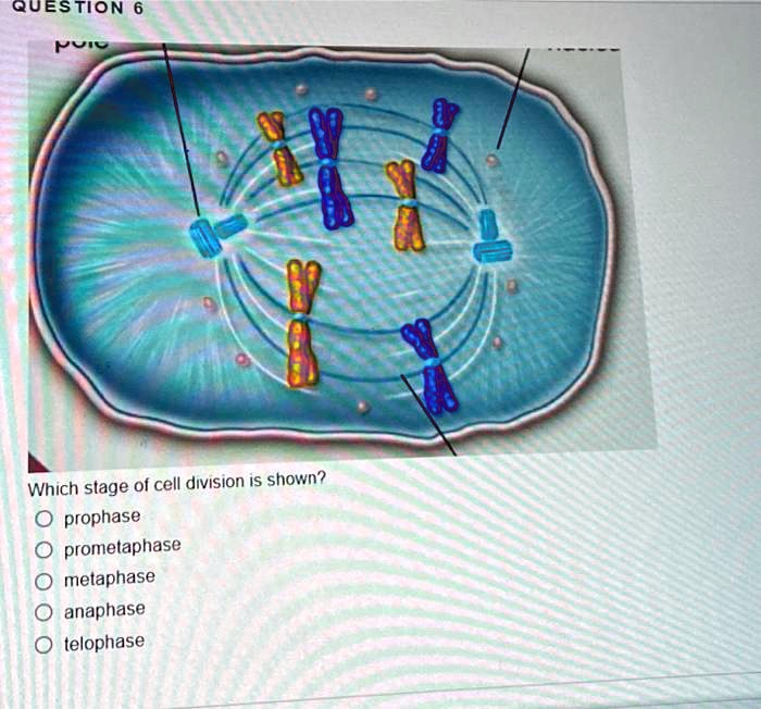 SOLVED: Which stage of cell division is shown? Prophase Prometaphase ...