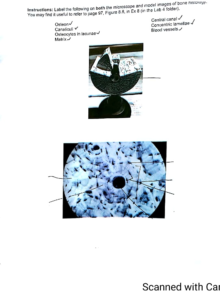 Instructions: Label the following on both the microscope and model ...