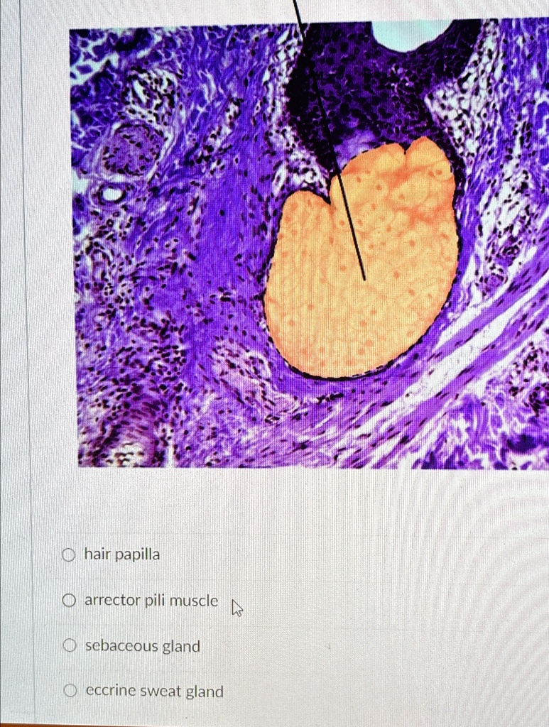 hair papilla arrector pili muscle sebaceous gland eccrine sweat gland ...