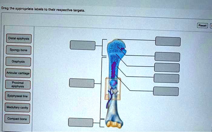 Drag the appropriate labels to their respective targets. Distal ...