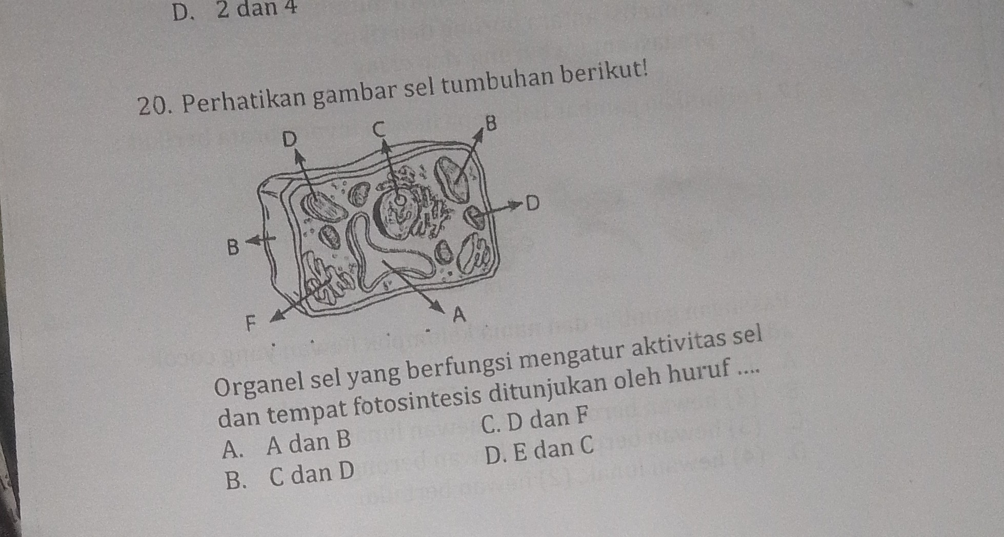20. Perhatikan gambar sel tumbuhan berikut! Organel sel yang berfungsi mengatur aktivitas sel ...