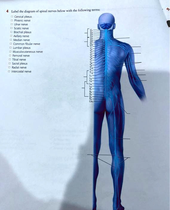 4 Label the diagram of spinal nerves below with the following terms ...