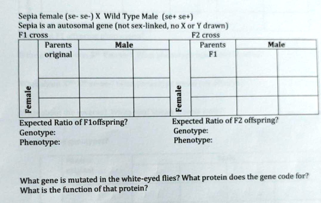 SOLVED: Sepia female (se-se-) X Wild Type Male (se+ se+) Sepia is an ...