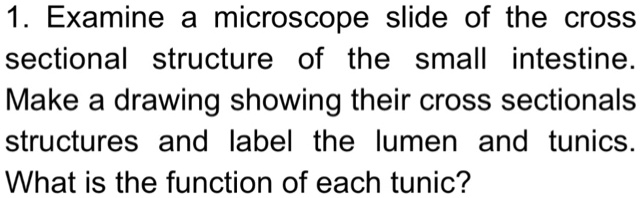 SOLVED: 1 . Examine a microscope slide of the Cross sectional structure ...