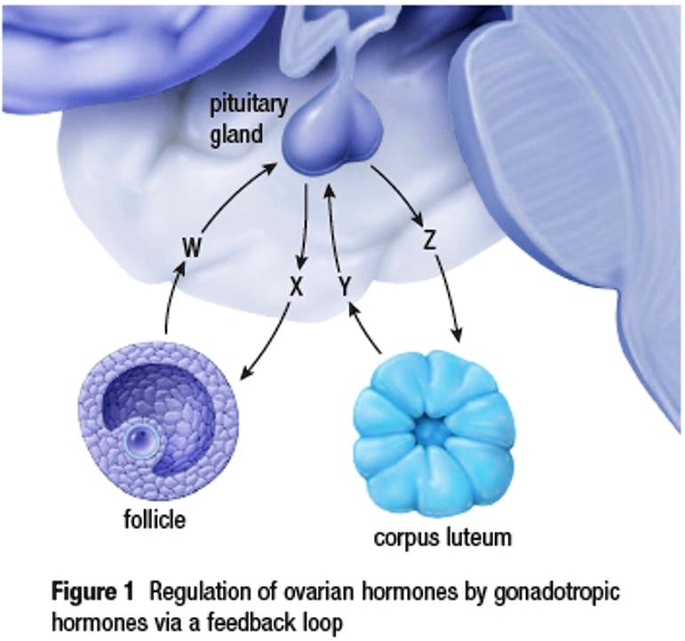 SOLVED: identify the ovarian hormones shown in the diagram pituitary ...