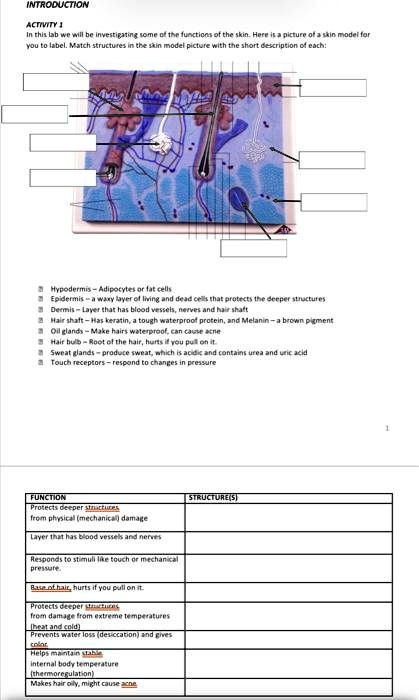 SOLVED: INTRODUCTION ACTIVITY: In this lab, we will be investigating ...