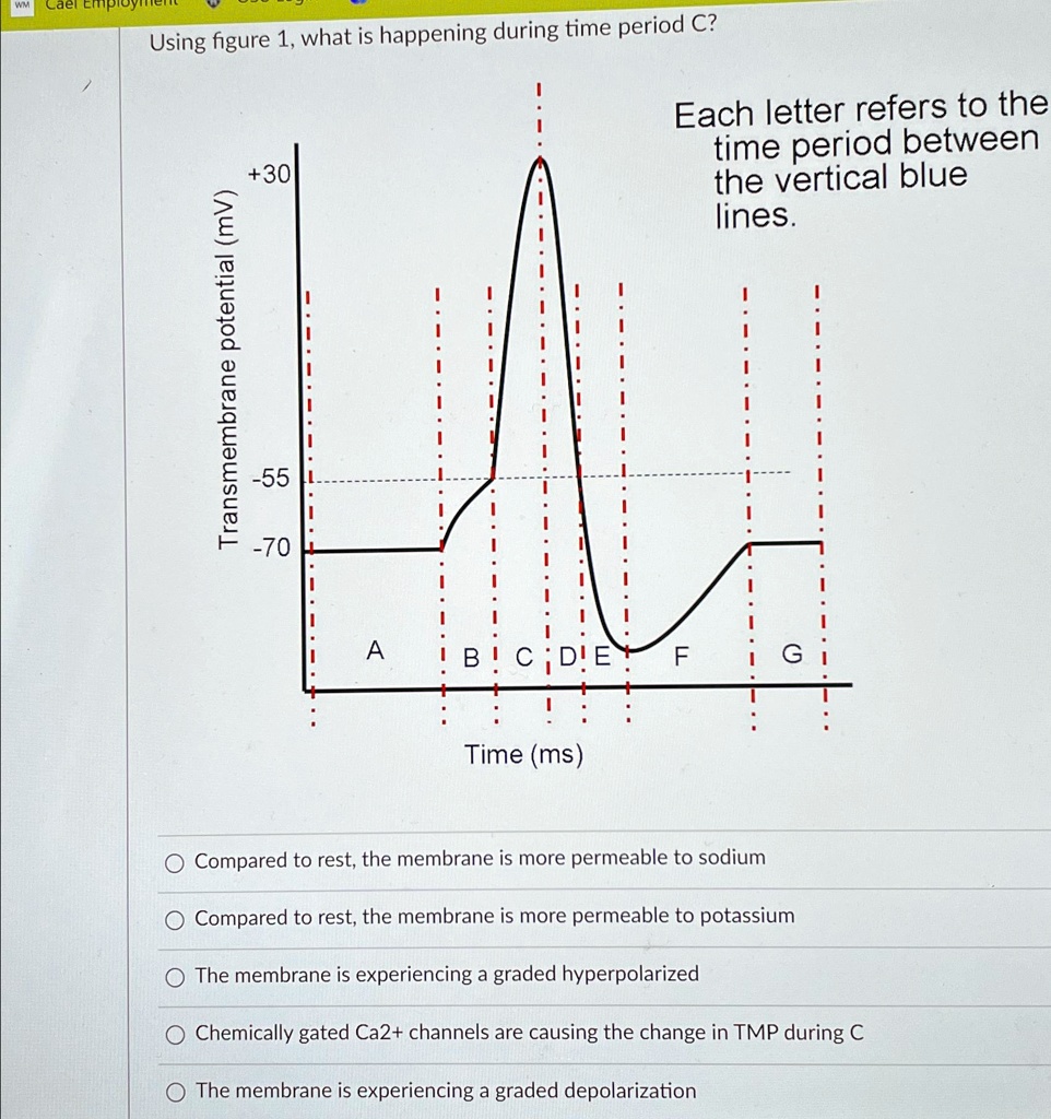SOLVED: Using figure 1, what is happening during time period C? Compared to rest, the membrane ...