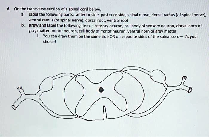 SOLVED: On the transverse section of a spinal cord below, label the ...