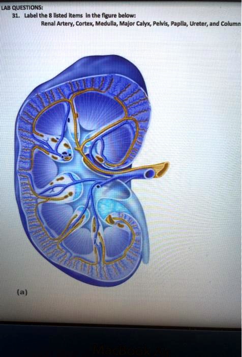 LAB QUESTIONS: 31. Label the 8 listed items in the figure below: Renal ...