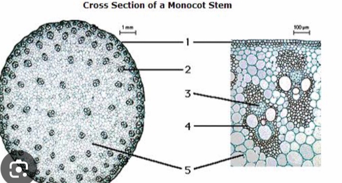 SOLVED: Cross Section of a Monocot Stem
