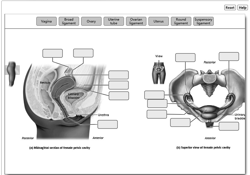 Uterus Ligaments Anatomy
