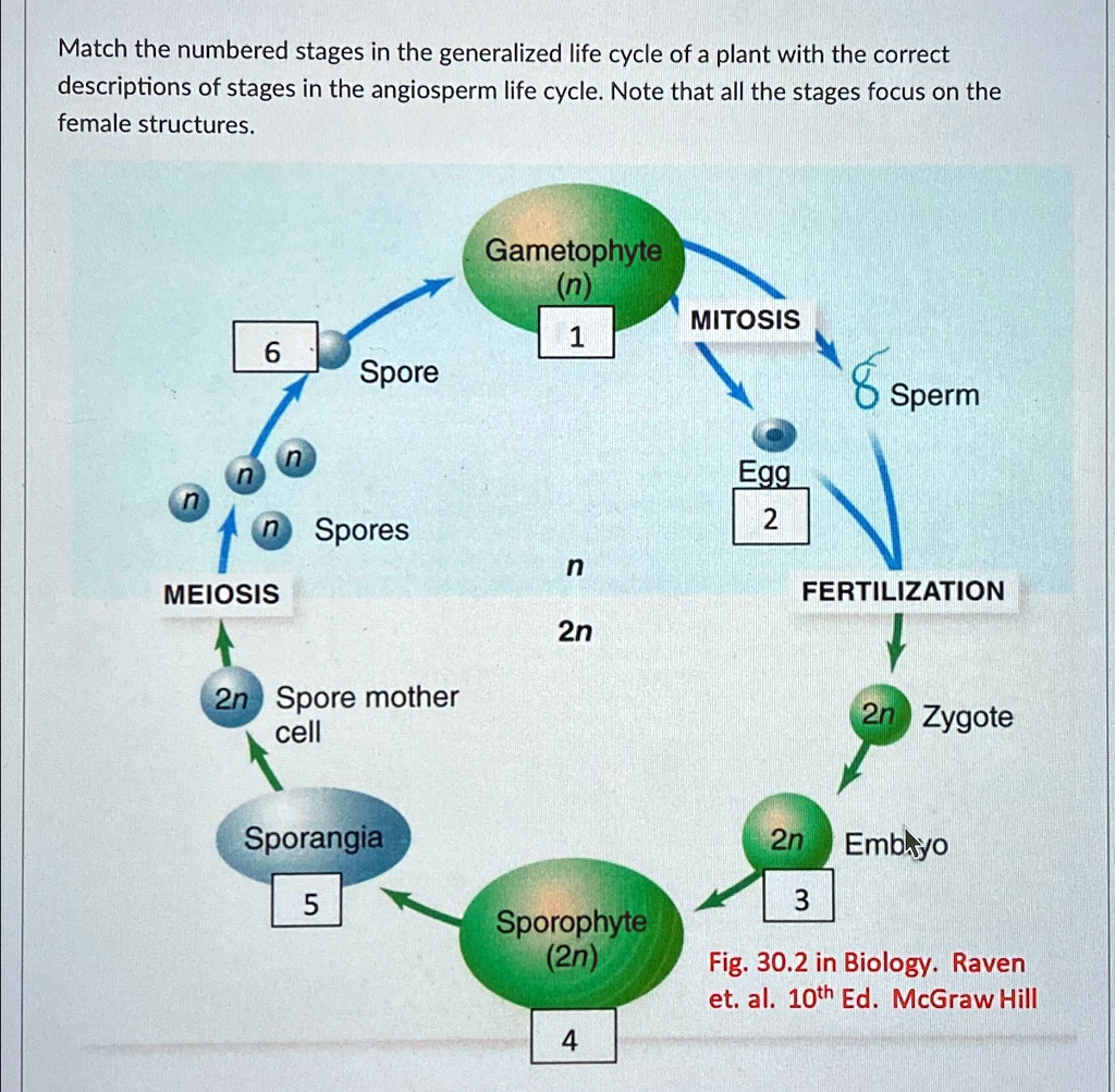 Life Cycle Of An Angiosperm