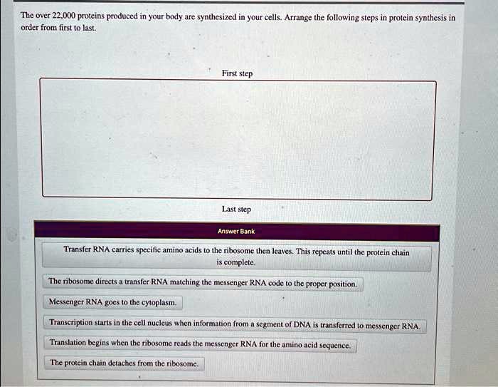 SOLVED: The over 22.000 proteins produced in your body are synthesized in your cells. Arrange ...