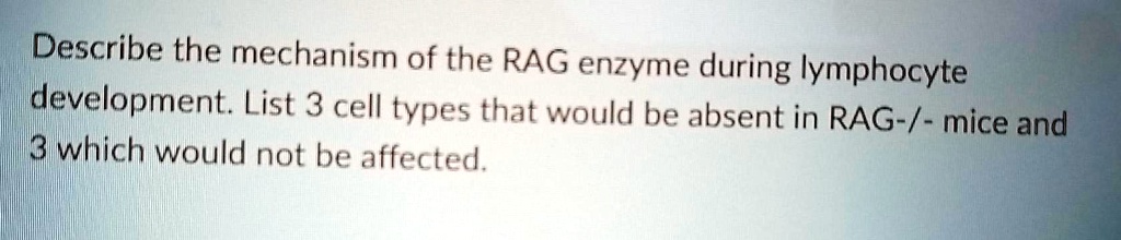 SOLVED: Describe the mechanism of the RAG enzyme during lymphocyte ...
