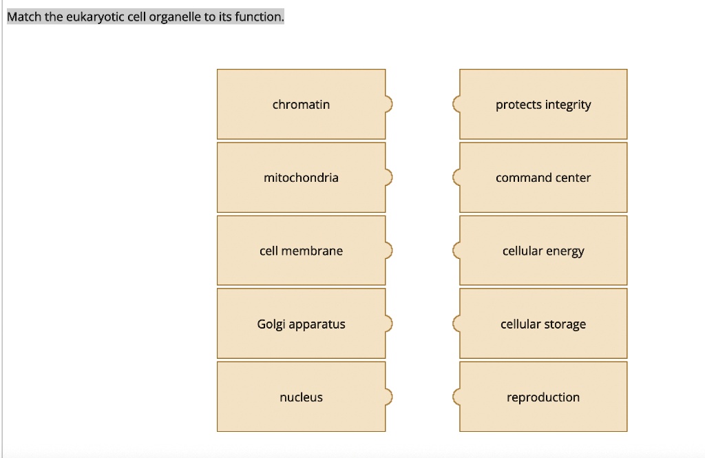 SOLVED: Match the eukaryotic cell organelle to its function. Chromatin ...