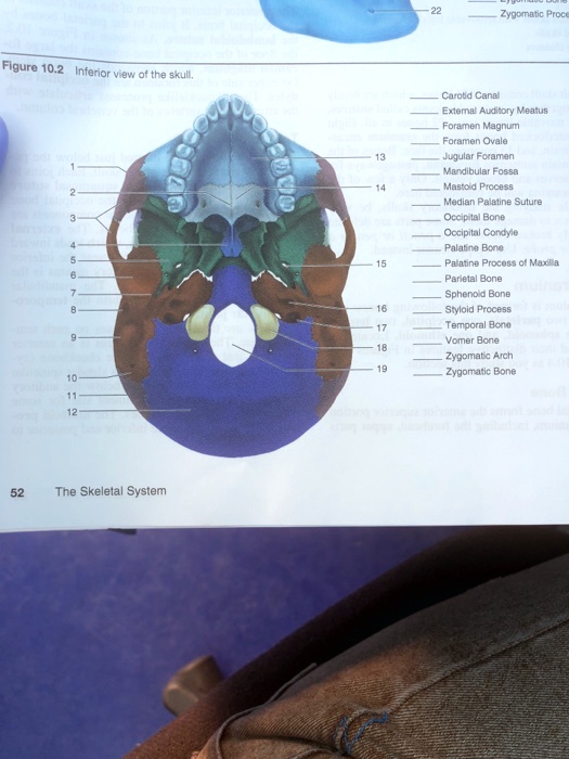 Figure 10.2 Inferior view of the skull. 1 2 3 4 5 6 7 8 9 10 11 12 52 ...