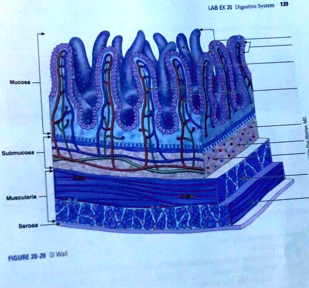 SOLVED: LAB EX 20 Digestive System 139 Mucosa Submucosa Muscularis ...