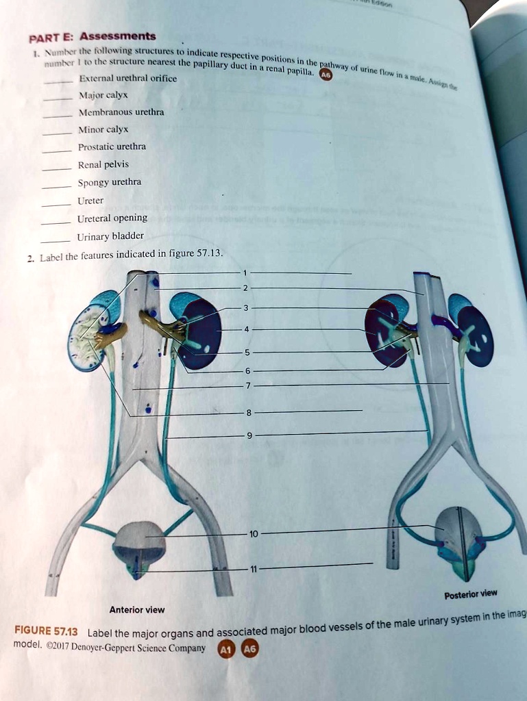 part e assessments external urethral orifice major calyx membranous ...