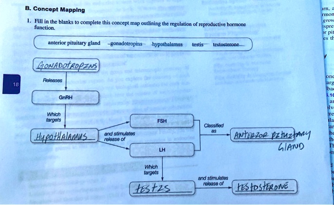 SOLVED: B. Concept Mapplng Fill in thc blanks complete this concept map ... SOLVED: B. Concept Mapplng Fill in thc blanks complete this concept map ...