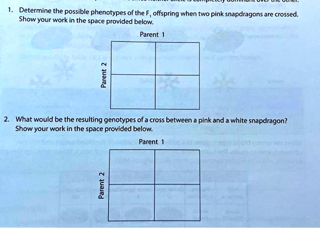 SOLVED: Determine the possible phenotypes ofthe F, offspring when two ...