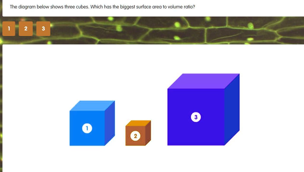The diagram below shows three cubes. Which has the biggest surface area to volume ratio? 123 1 2 3