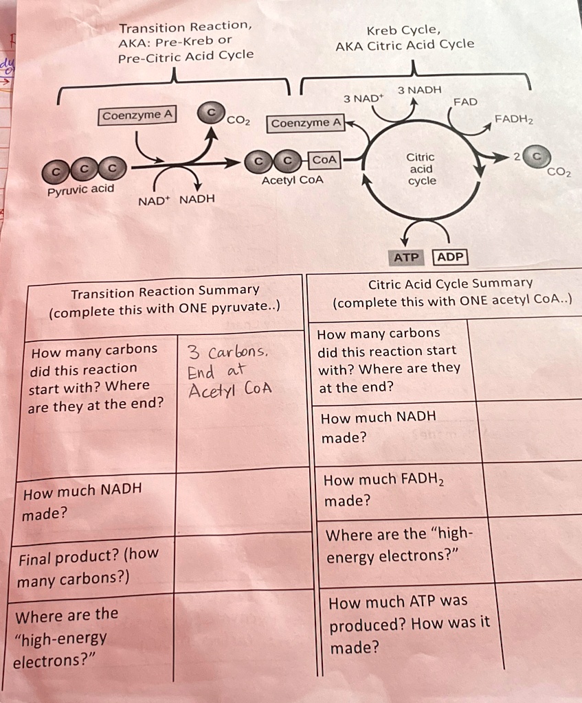 [get Answer] Transition Reaction Aka Pre Kreb Or Pre Citric Acid