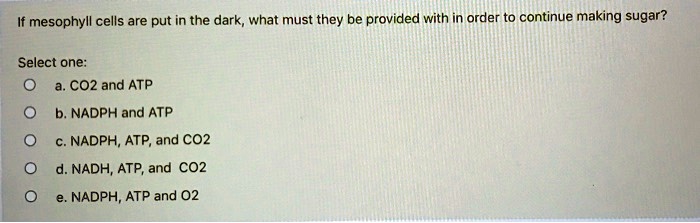 SOLVED: If mesophyll cells are put in the dark, what must they provided ...