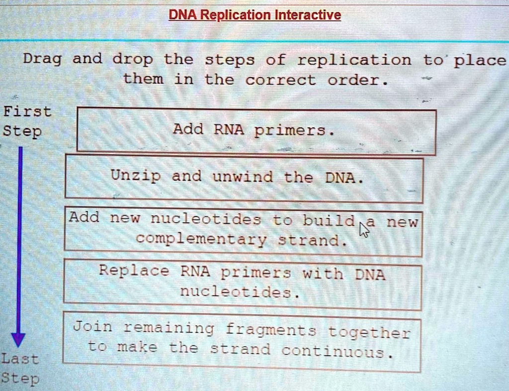 DNA Replication Interactive Drag and drop the steps of replication to ...