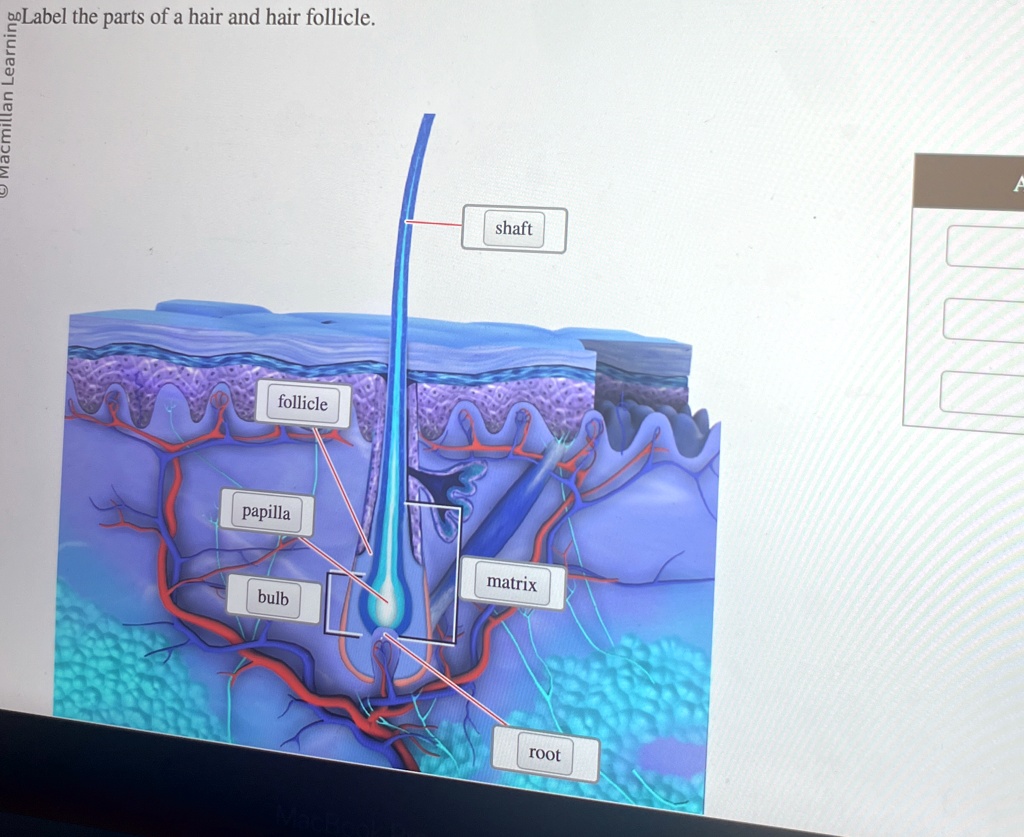 label the parts of a hair and hair follicle papilla follicle shaft matrix bulb root a 81483