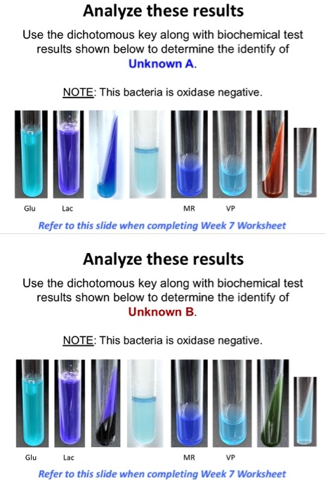 SOLVED: Analyze these results. Use the dichotomous key along with ...