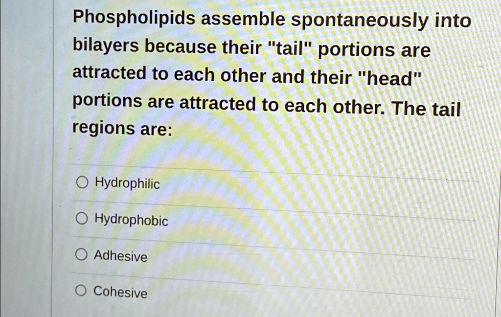 Phospholipids assemble spontaneously into bilayers because their "tail ...